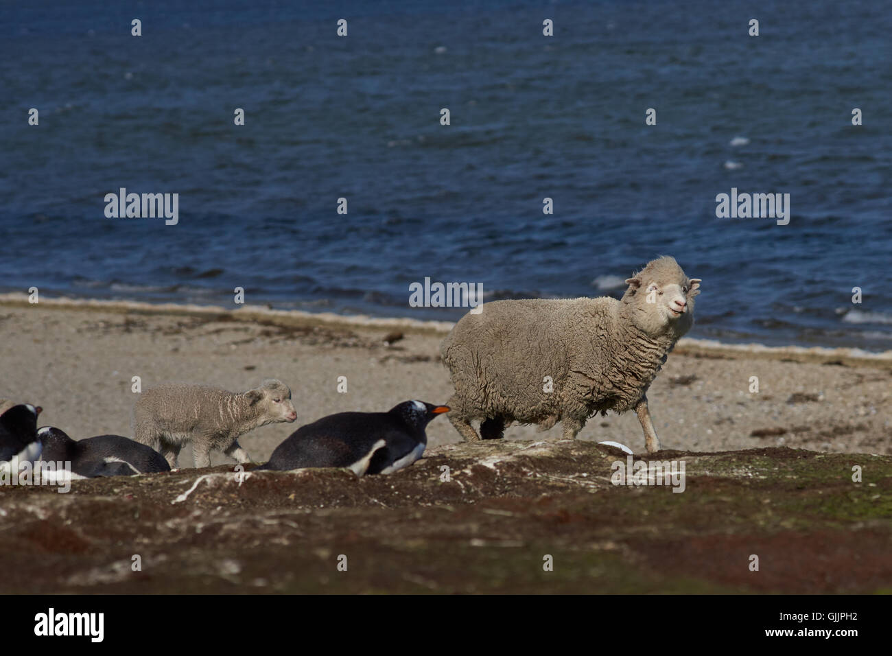 Sheep and Penguins Stock Photo - Alamy