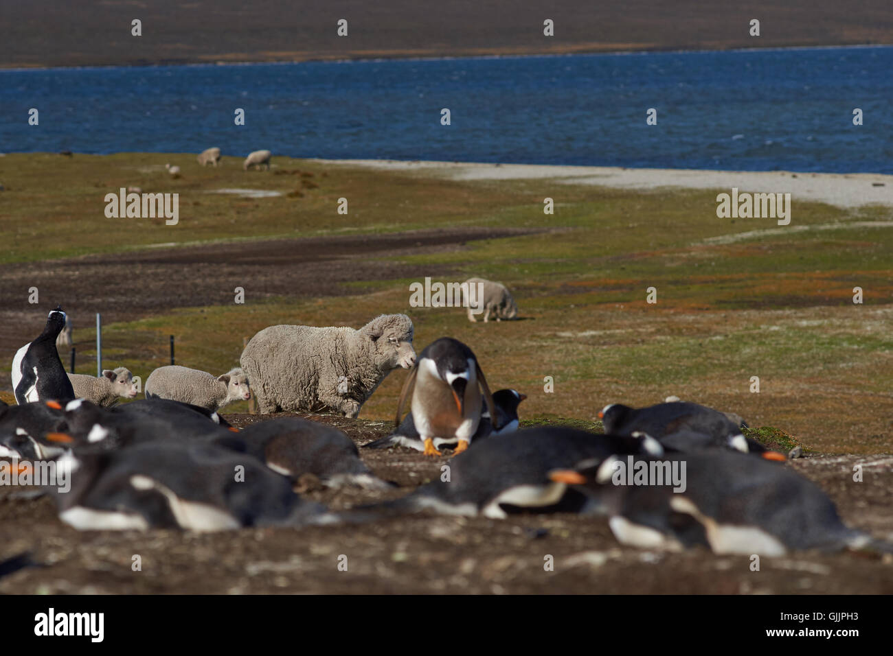 Sheep and Penguins Stock Photo - Alamy