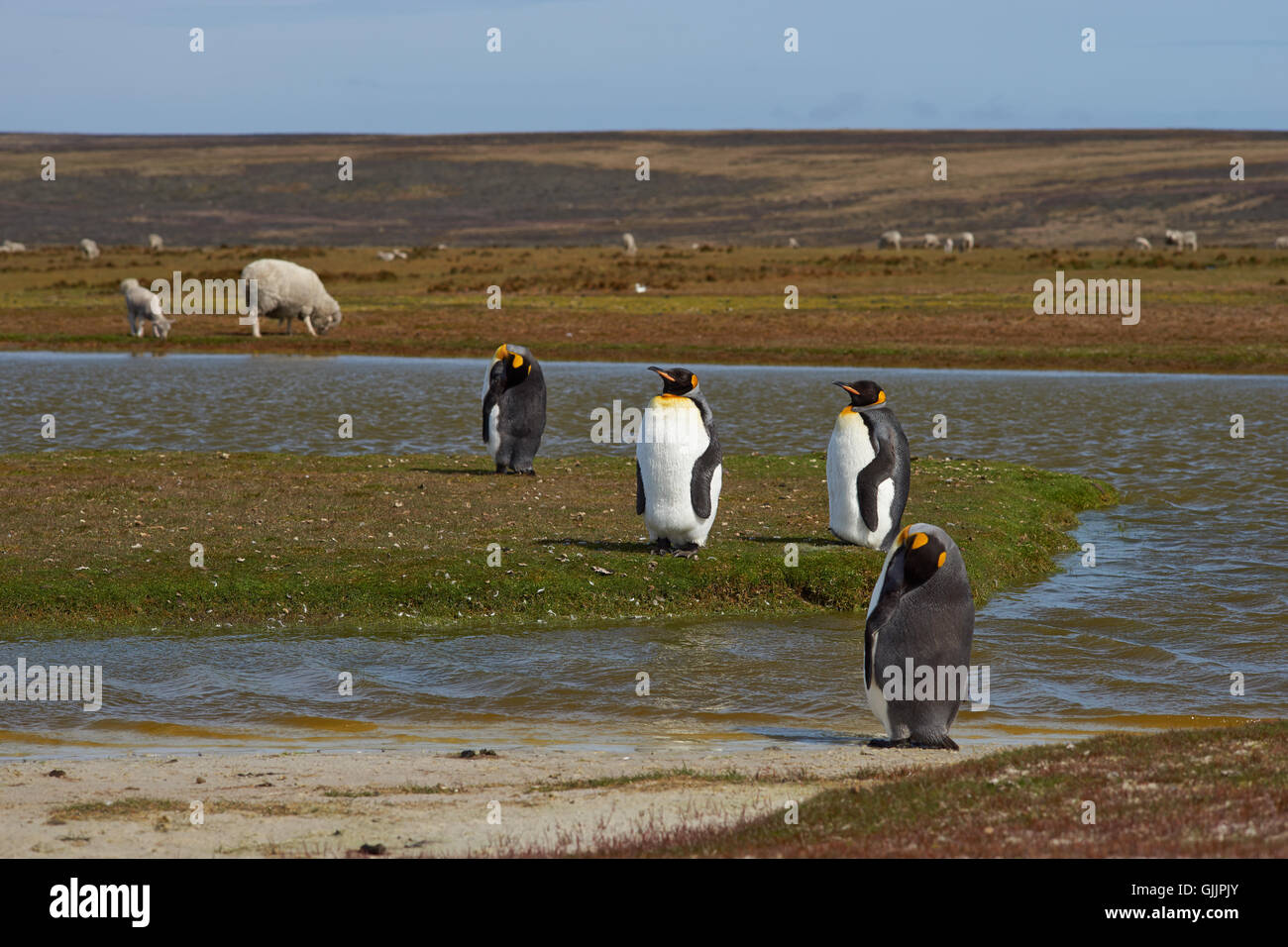 King Penguins (Aptenodytes patagonicus) by a pond on a sheep farm at ...