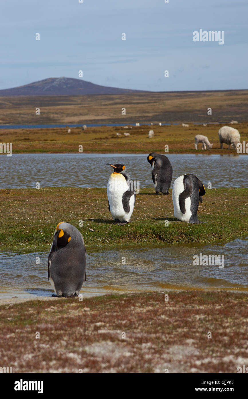 King Penguins (Aptenodytes patagonicus) by a pond on a sheep farm at ...