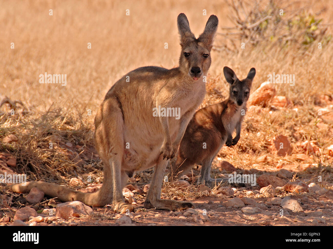 Kangaroo Australia Outback Stock Photos & Kangaroo Australia Outback ...