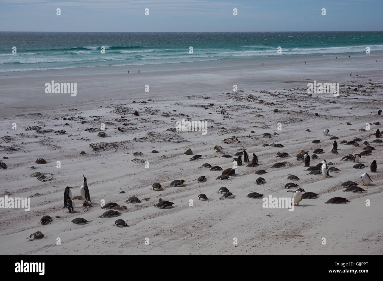 Penguins on a Windswept Beach Stock Photo - Alamy
