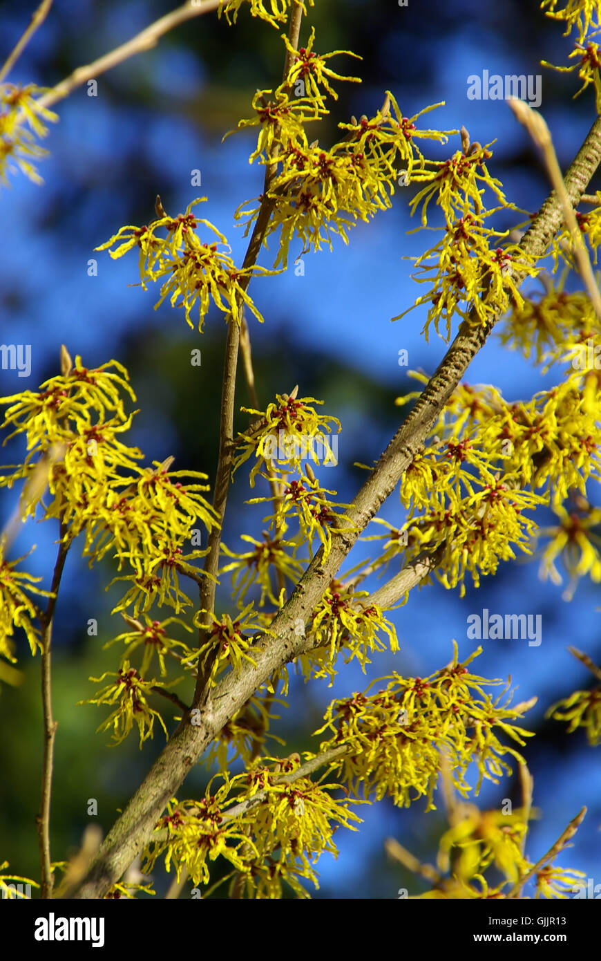winter bloom blossom Stock Photo - Alamy