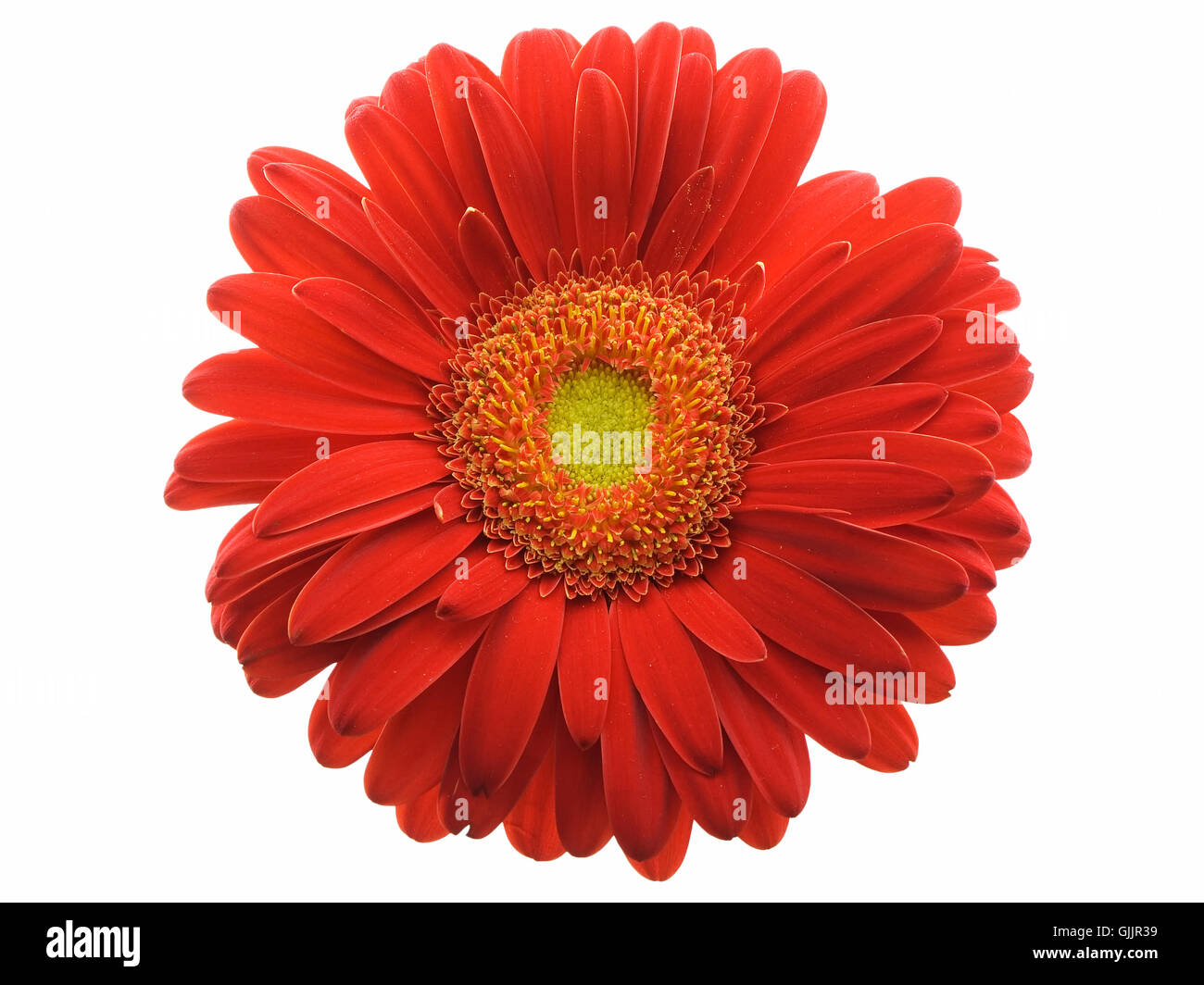 isolated flower plant Stock Photo - Alamy