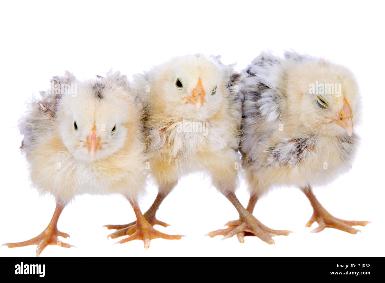 Three little chickens hi-res stock photography and images - Alamy