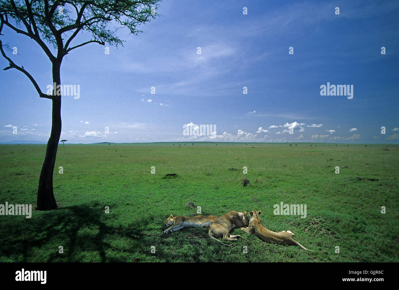 Siesta park hi-res stock photography and images - Alamy