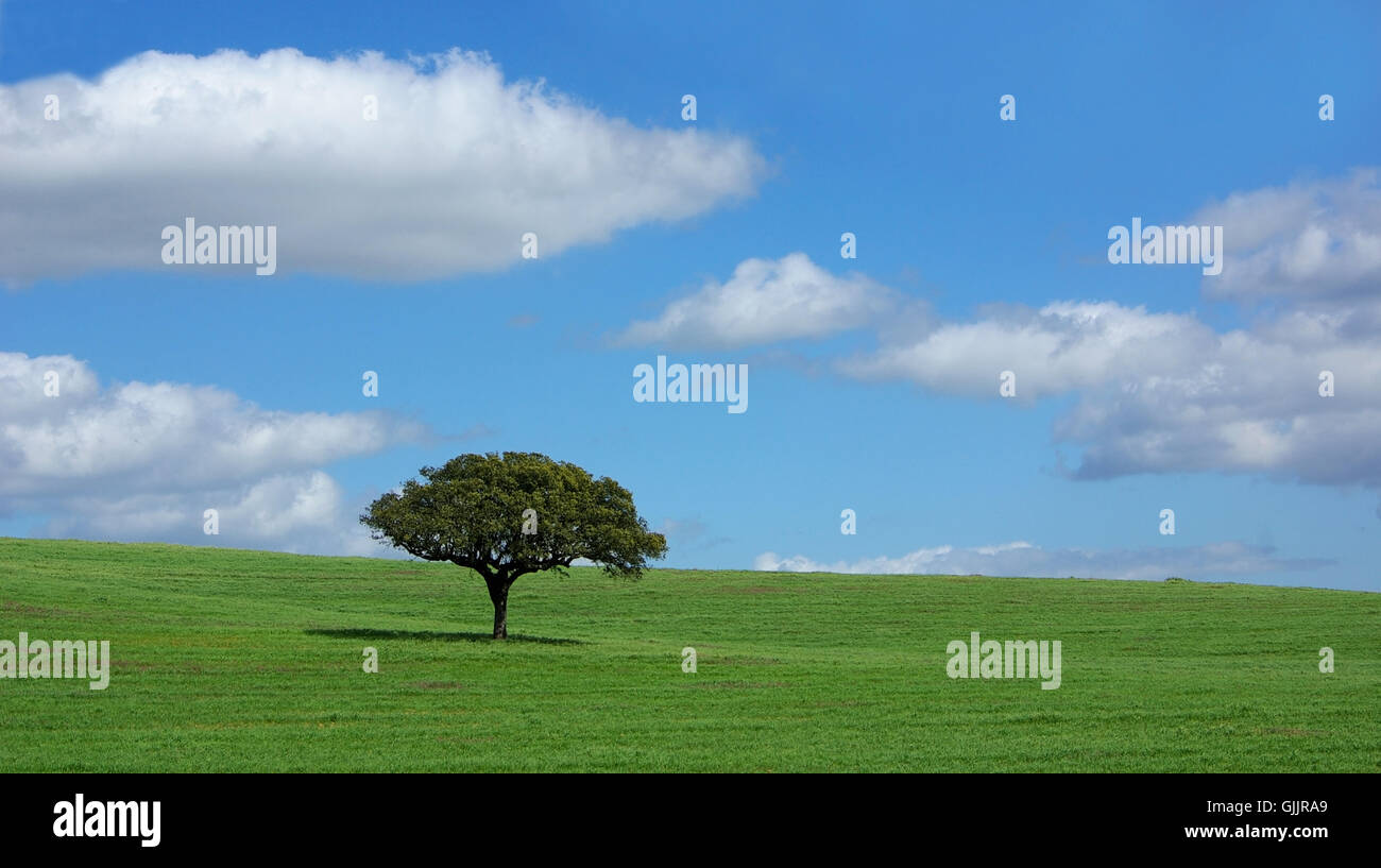 single tree horizon Stock Photo - Alamy