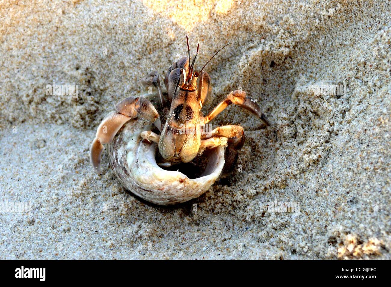 cancer crab hermit crab Stock Photo - Alamy