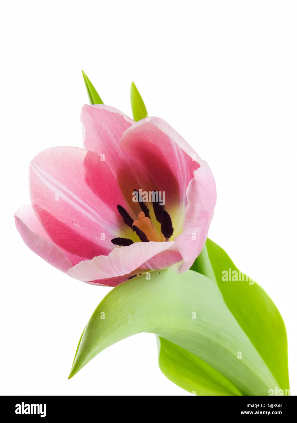 isolated flower plant Stock Photo - Alamy