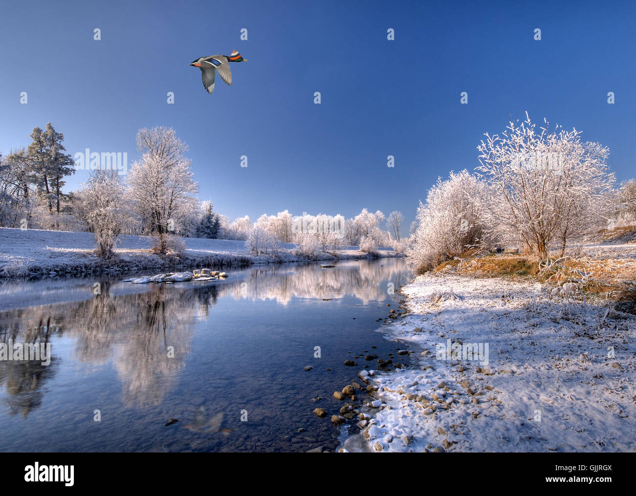 Animal humour hi-res stock photography and images - Alamy