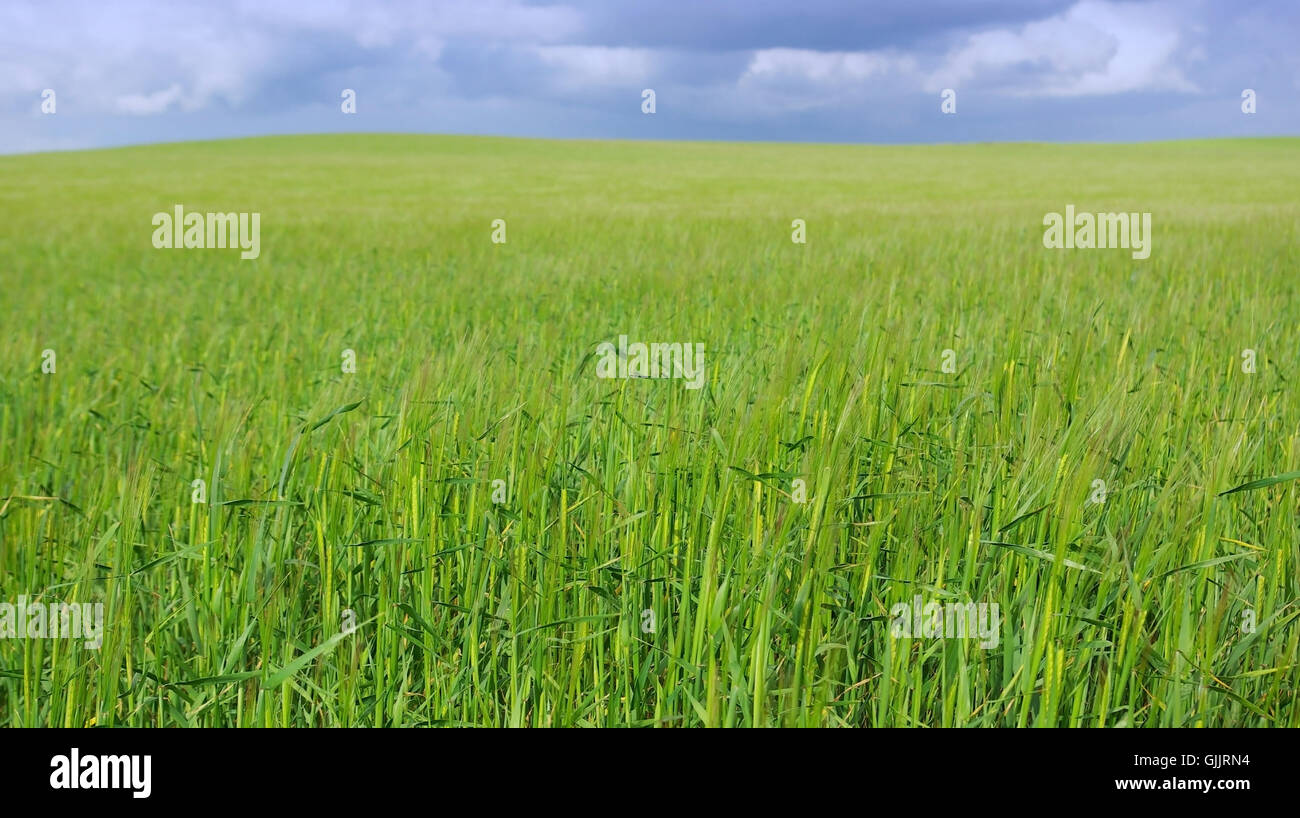environment enviroment field Stock Photo - Alamy