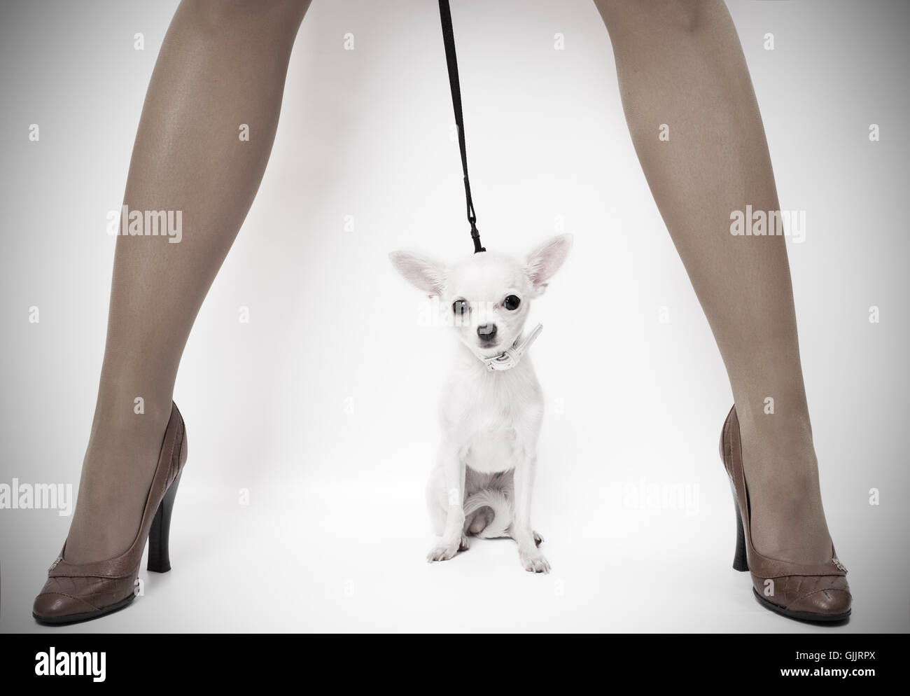 woman animal dog Stock Photo - Alamy