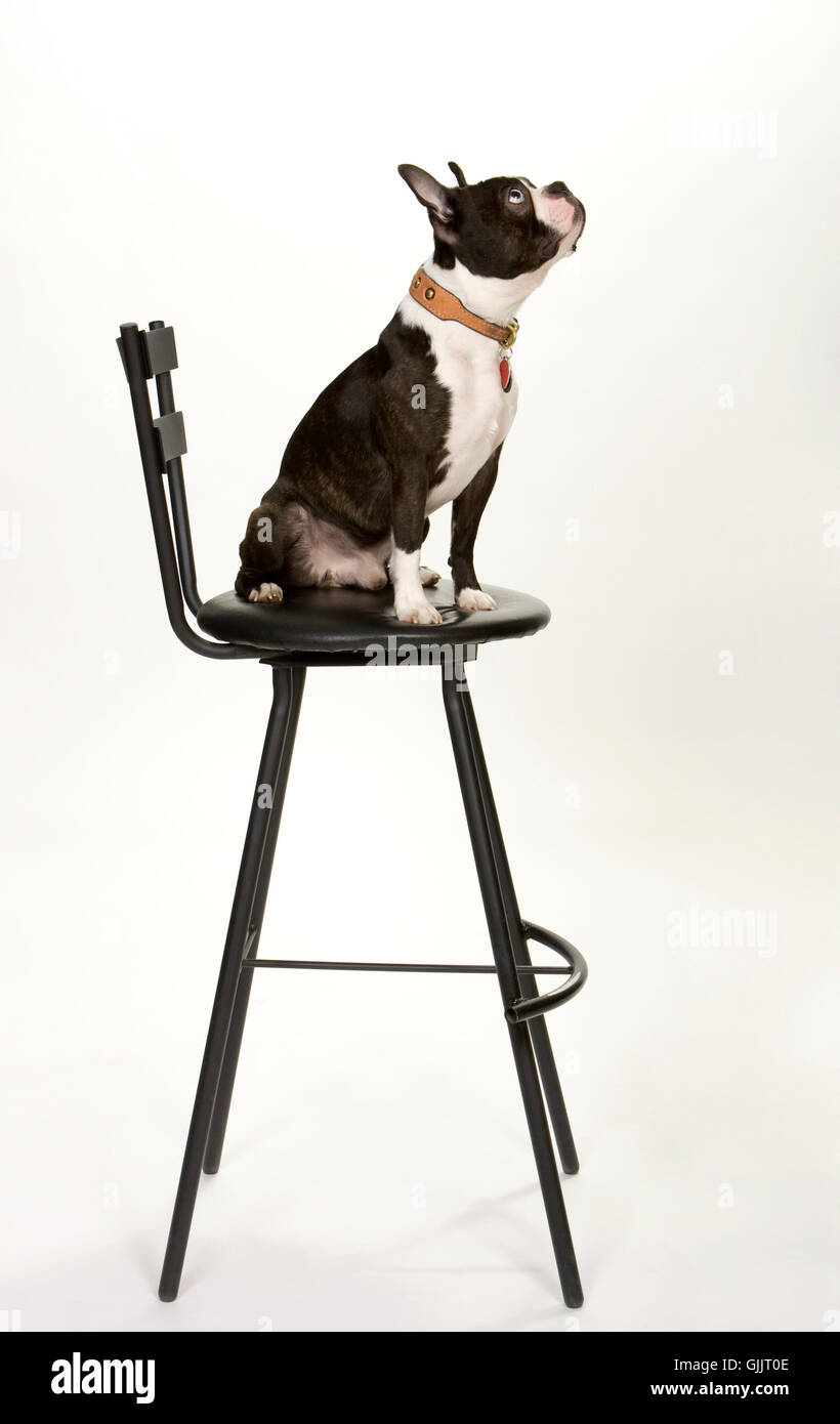 isolated animal dog Stock Photo - Alamy