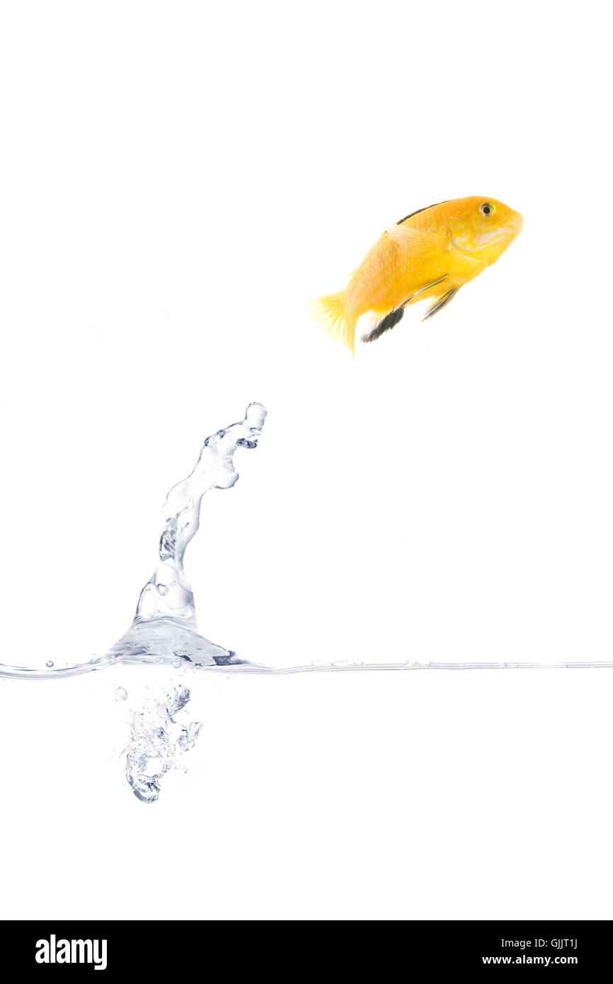 animal fish spring Stock Photo - Alamy