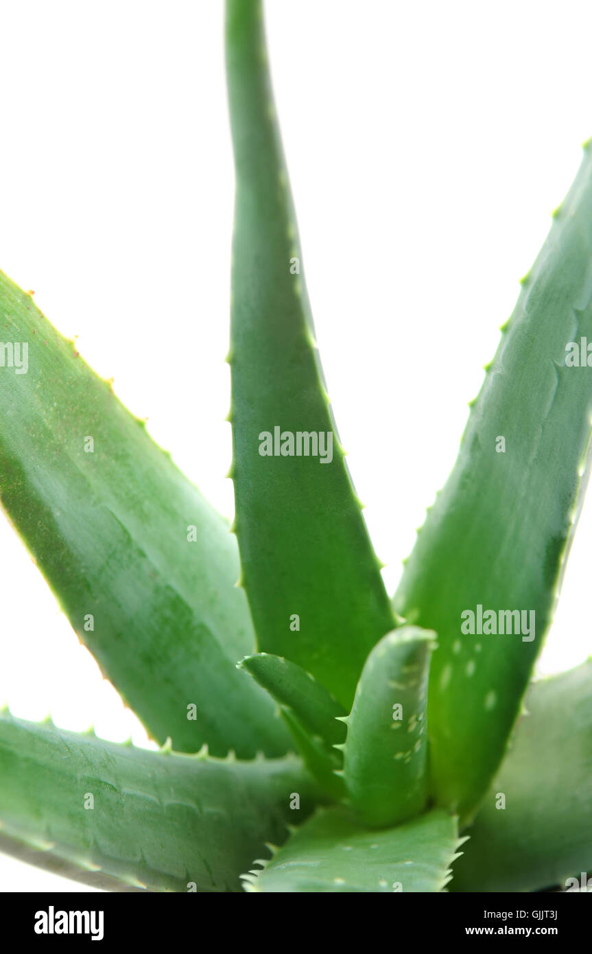health aloe heal Stock Photo - Alamy