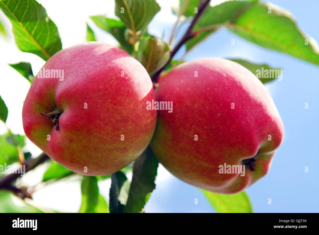 Tree agriculture farming progenies hi-res stock photography and images ...