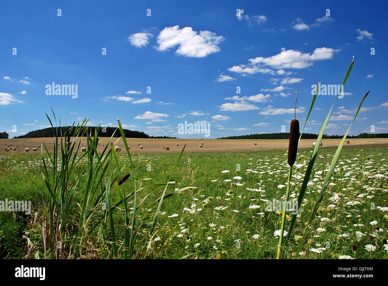 flower plant field Stock Photo - Alamy