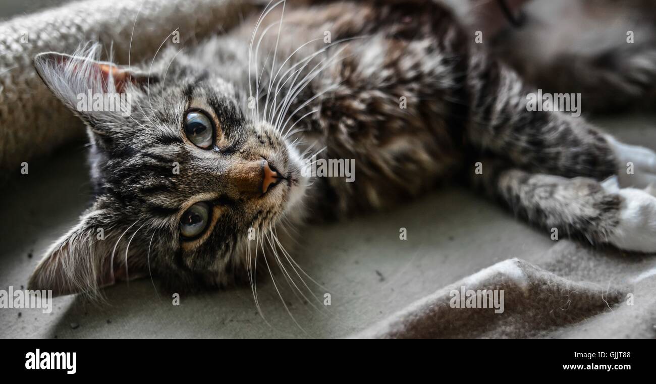 Cute beautiful cat modeling Stock Photo - Alamy
