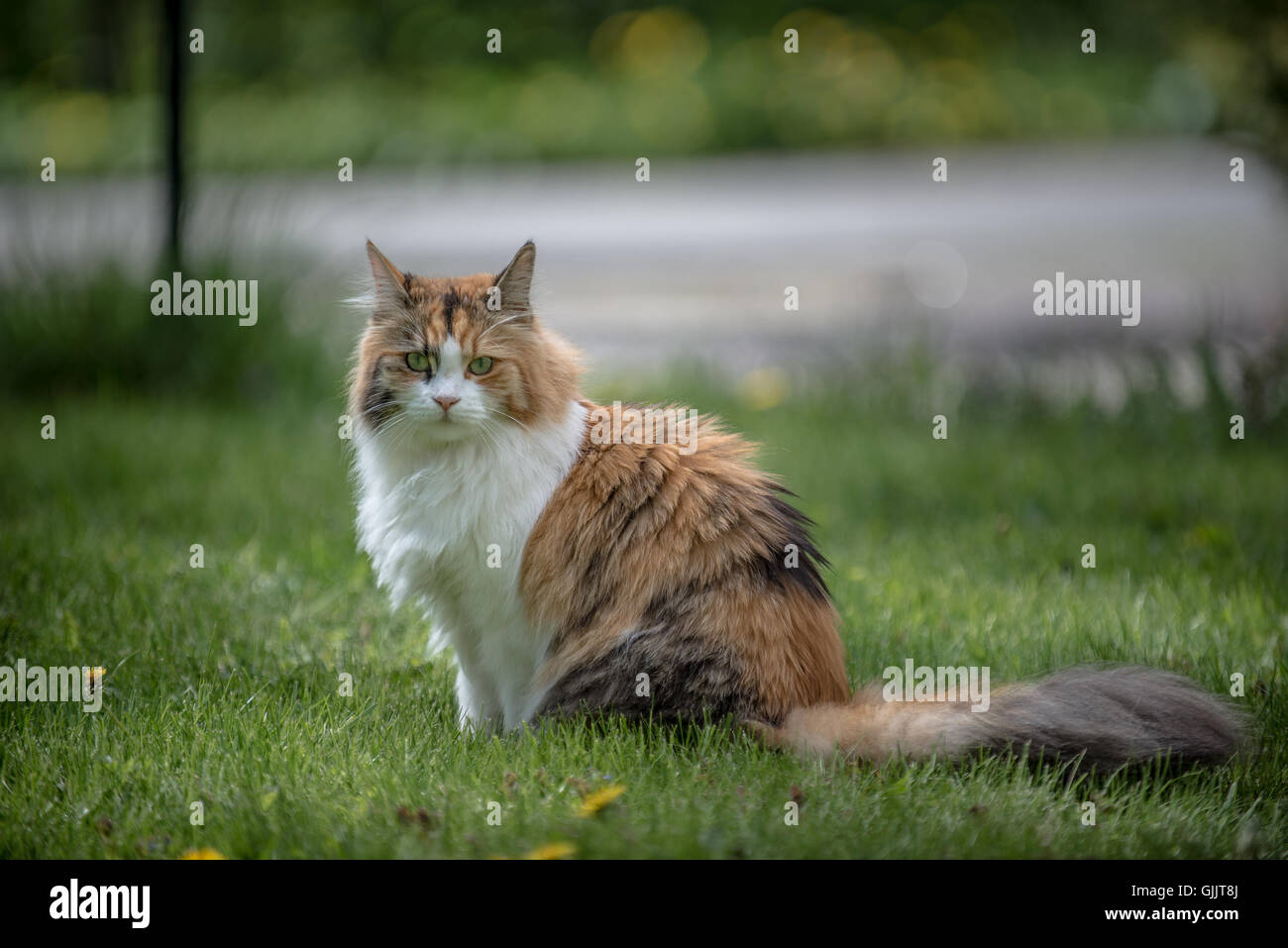 Cat model hi-res stock photography and images - Alamy