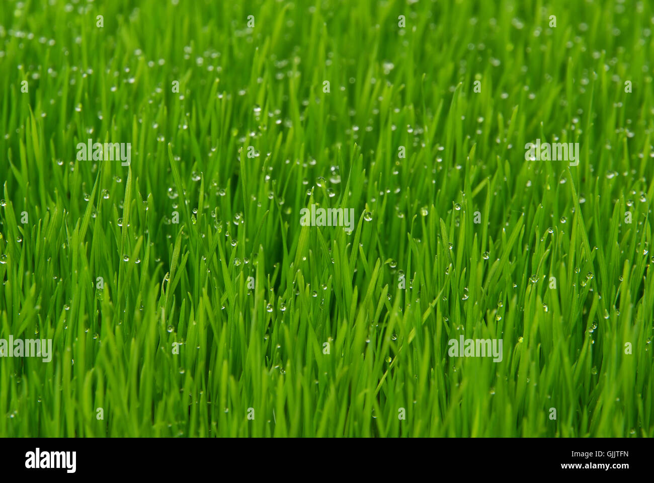 green blade blade of grass Stock Photo - Alamy