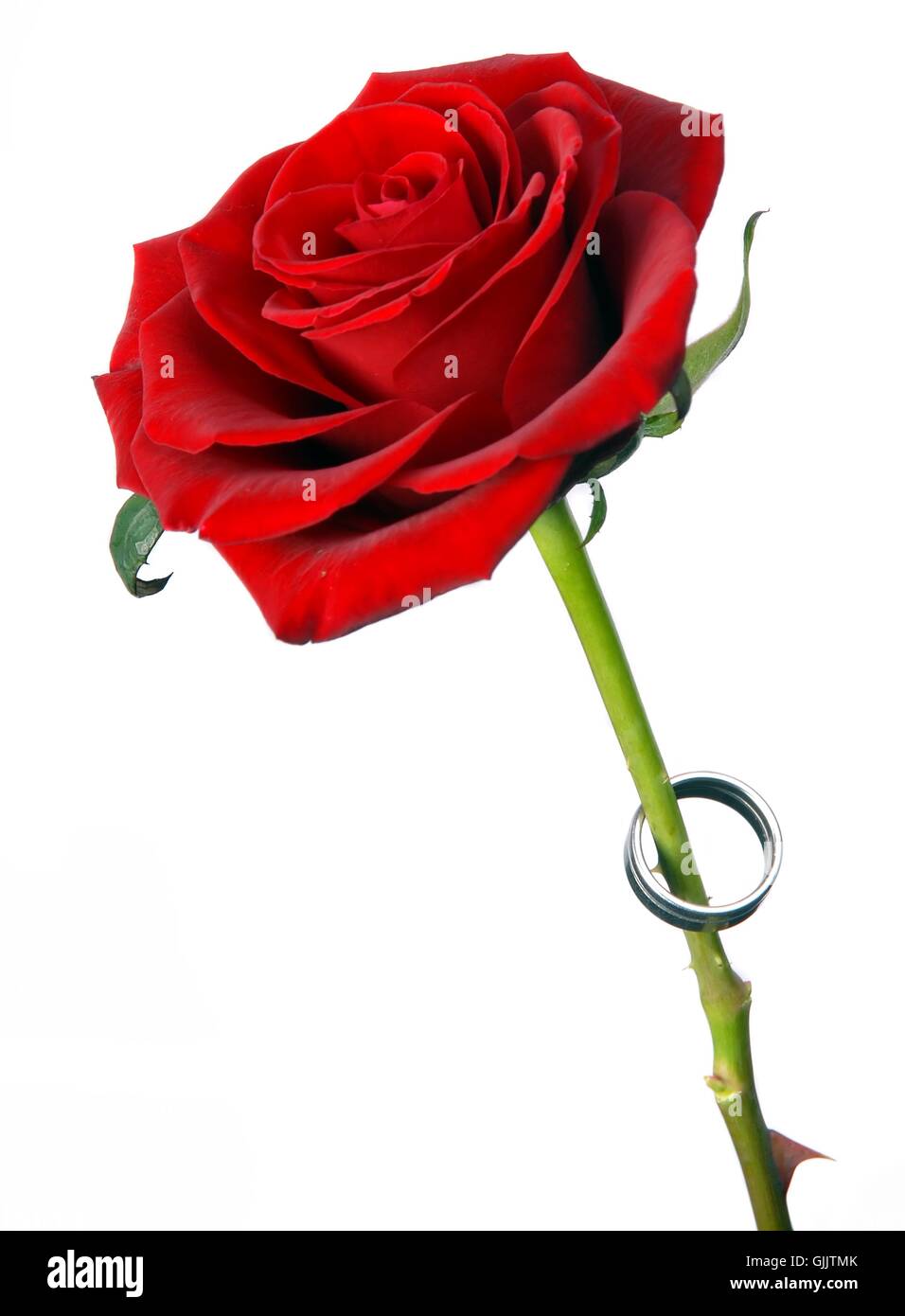 ring isolated model Stock Photo - Alamy