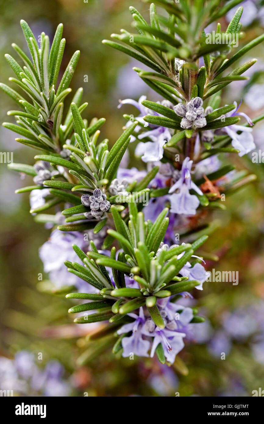 herb rosemary herbs Stock Photo - Alamy