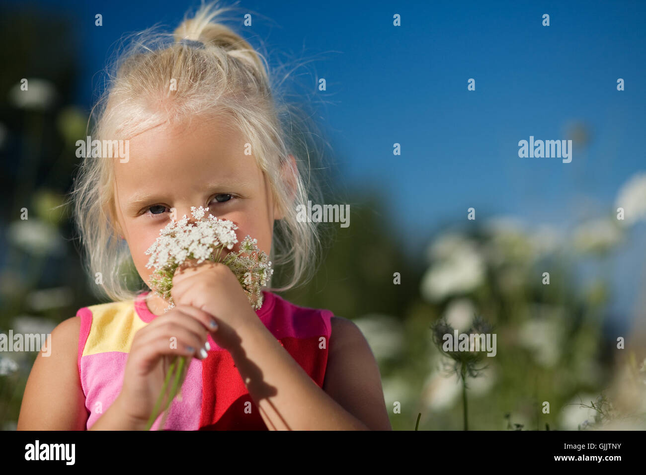summer summerly yarrow Stock Photo - Alamy