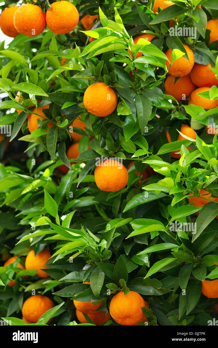 orange fruit tangerine Stock Photo - Alamy
