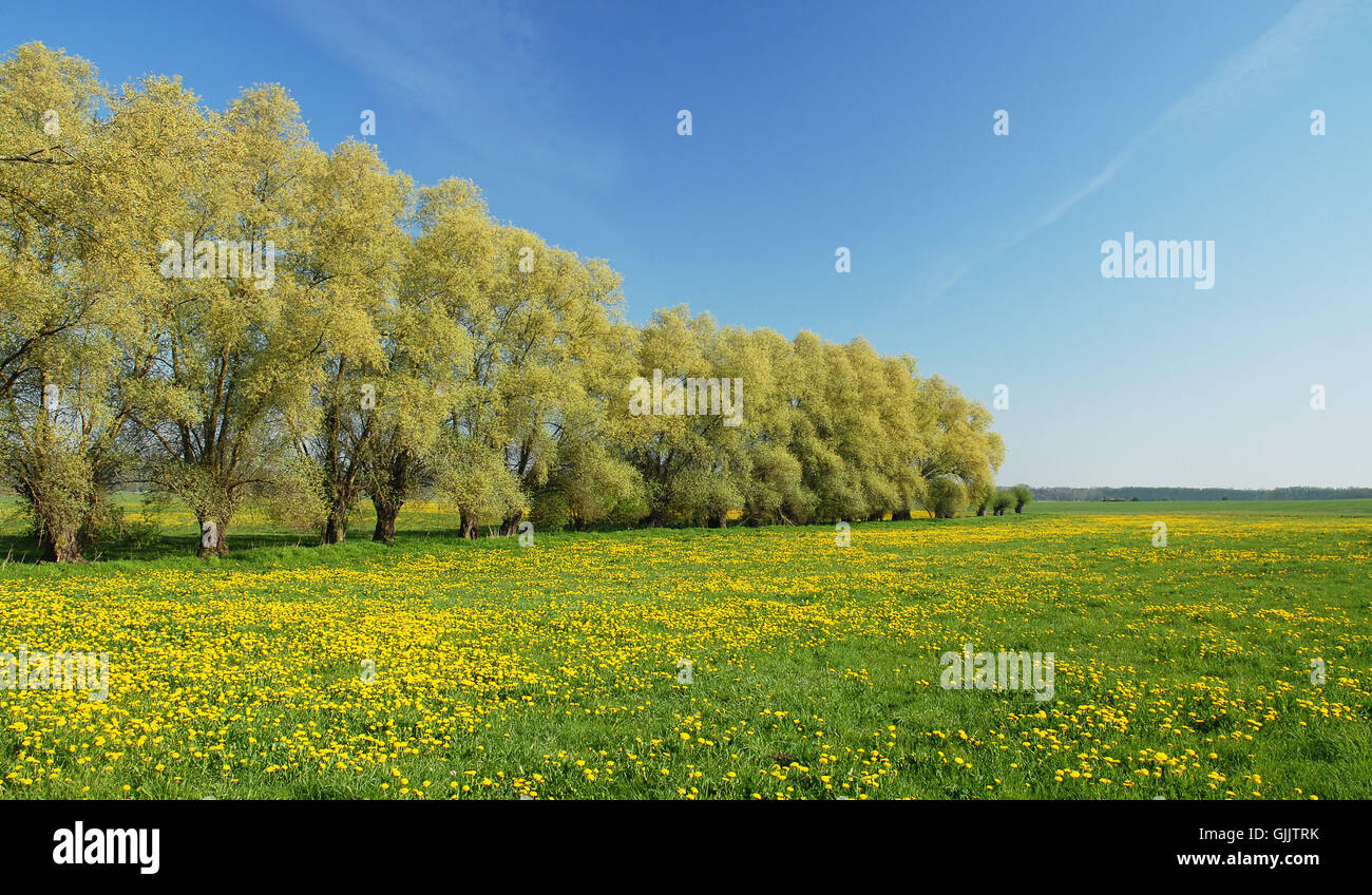 tree trees flower Stock Photo - Alamy