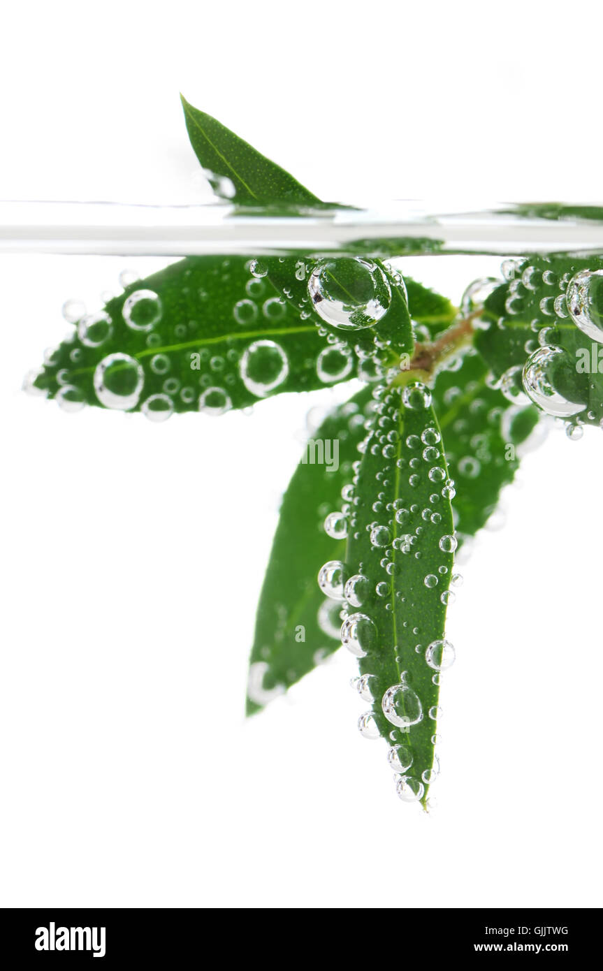 leaves bubbles lawn Stock Photo - Alamy