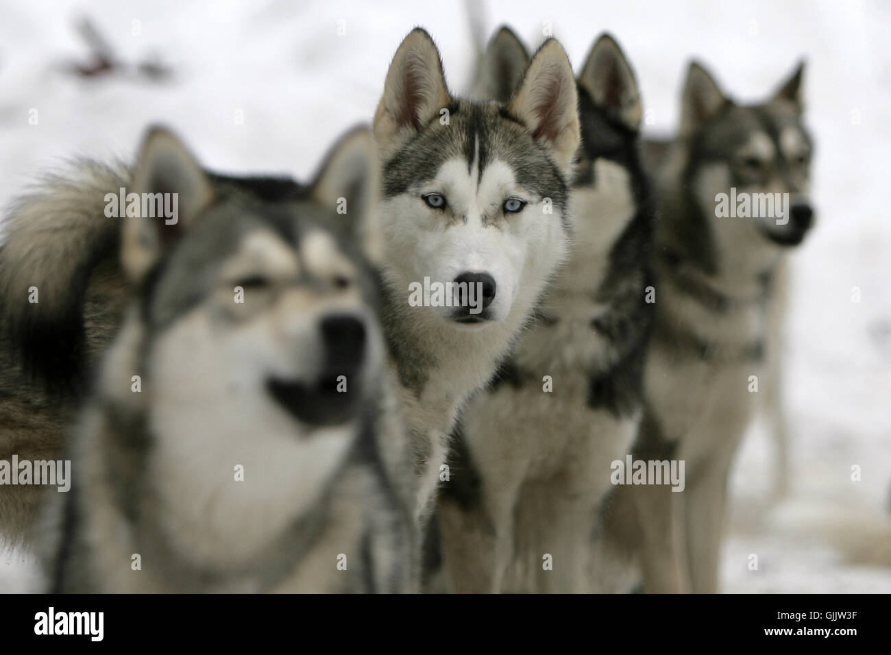 Pack of dogs hi-res stock photography and images - Alamy