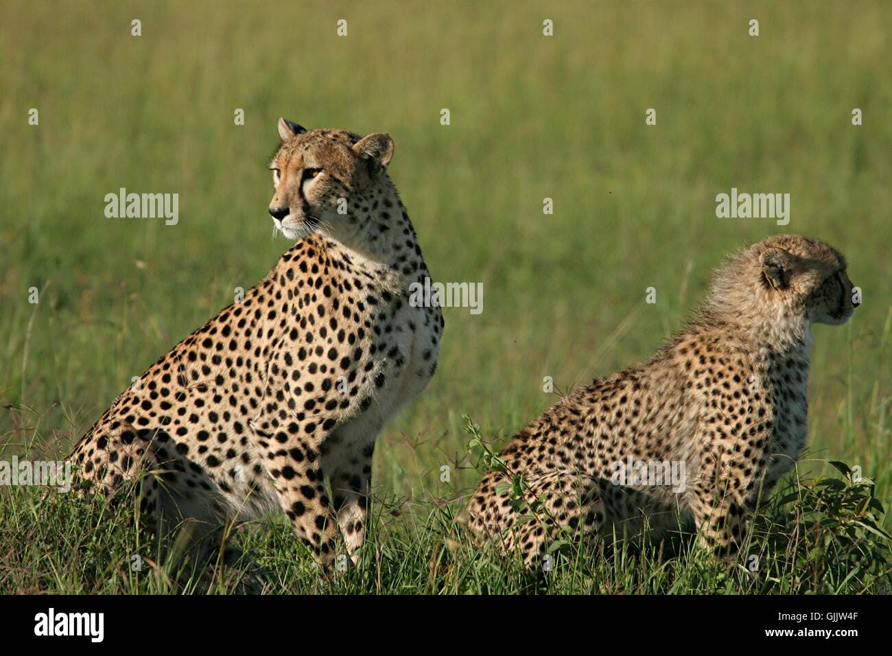 female kenya savannah Stock Photo - Alamy