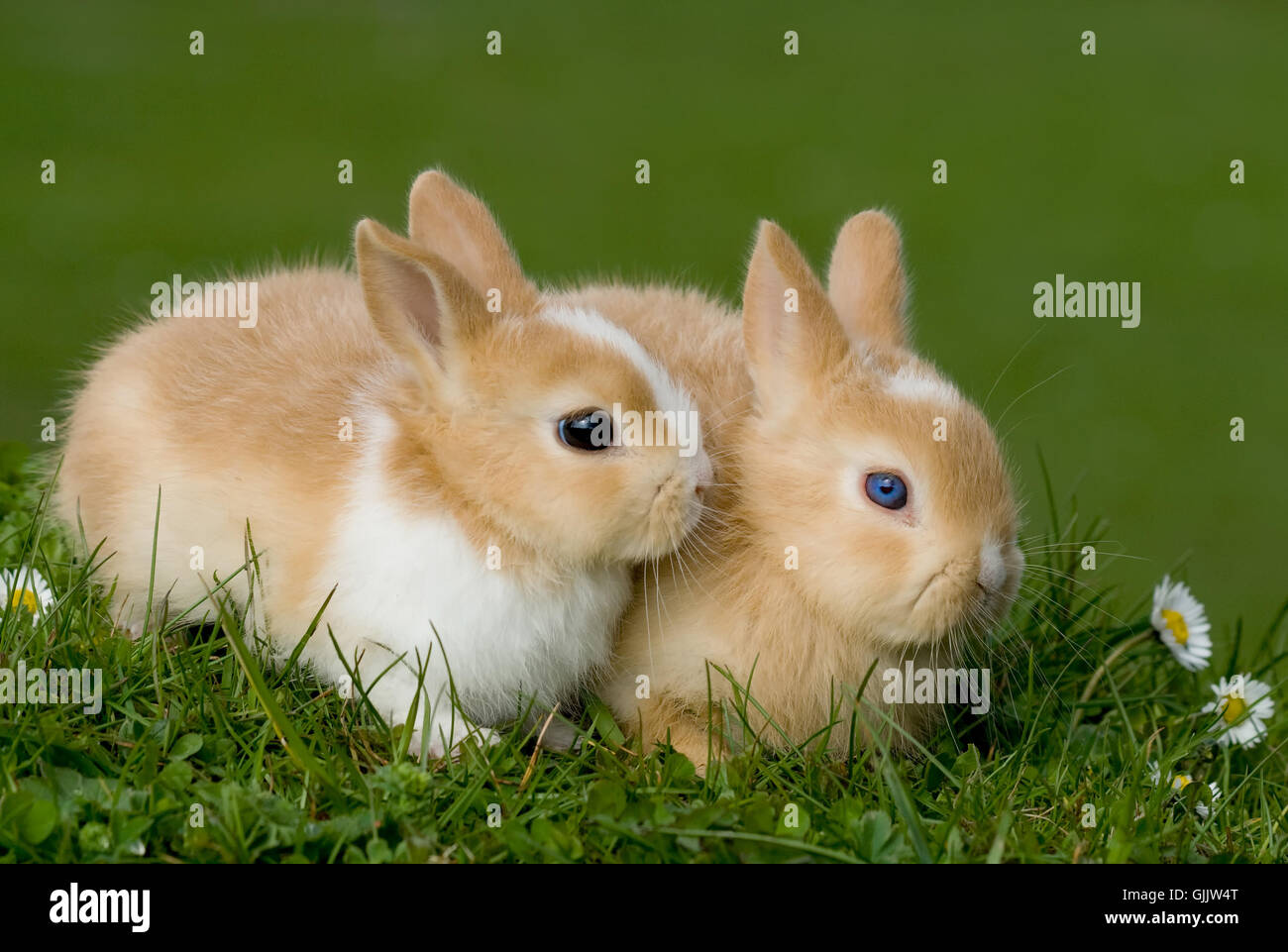 easter spring rabbit Stock Photo - Alamy
