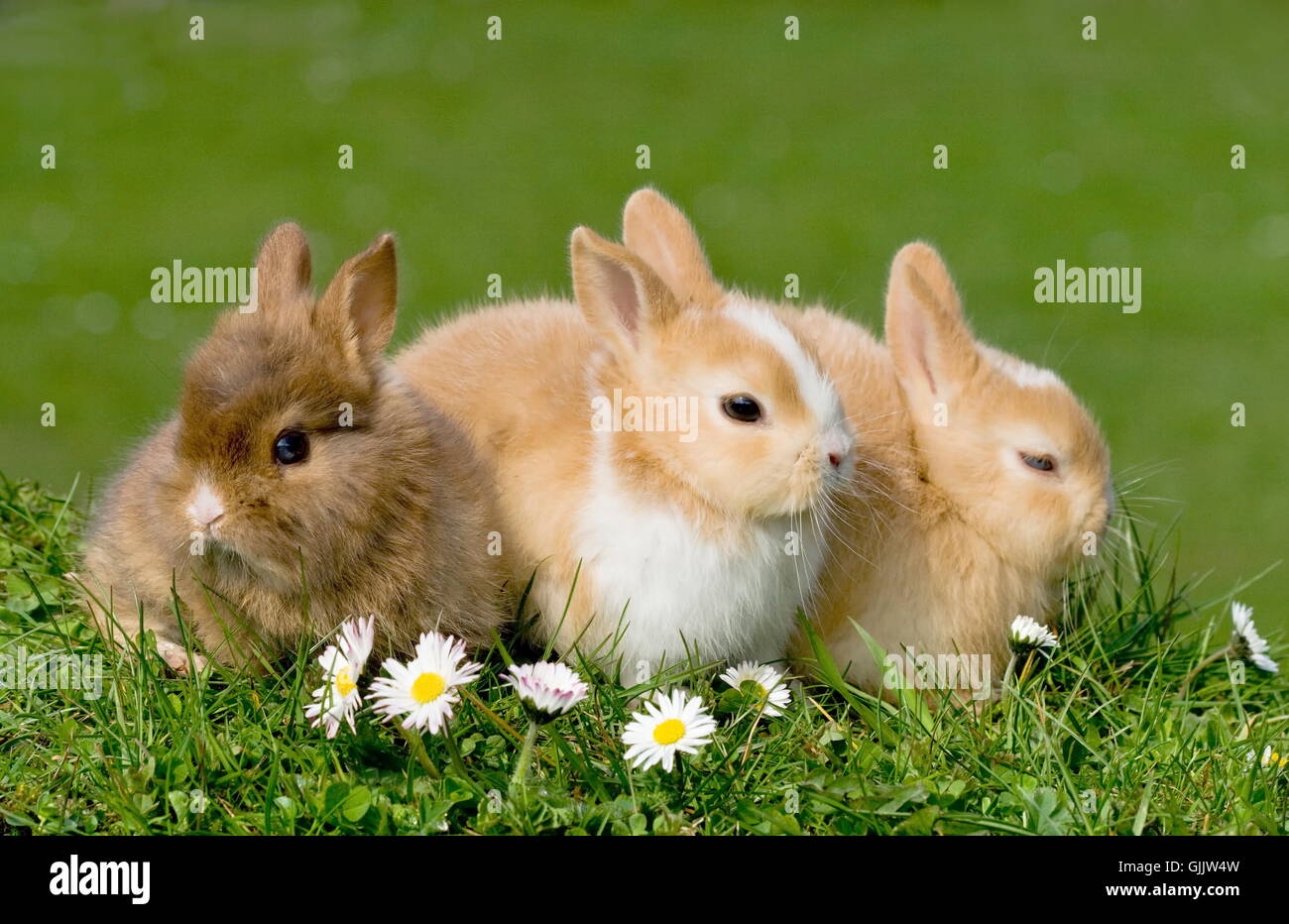 Rabbit hare spring hi-res stock photography and images - Alamy