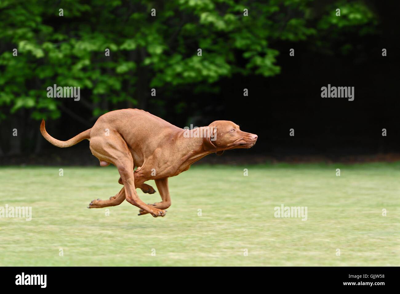Spotted setter hi-res stock photography and images - Alamy