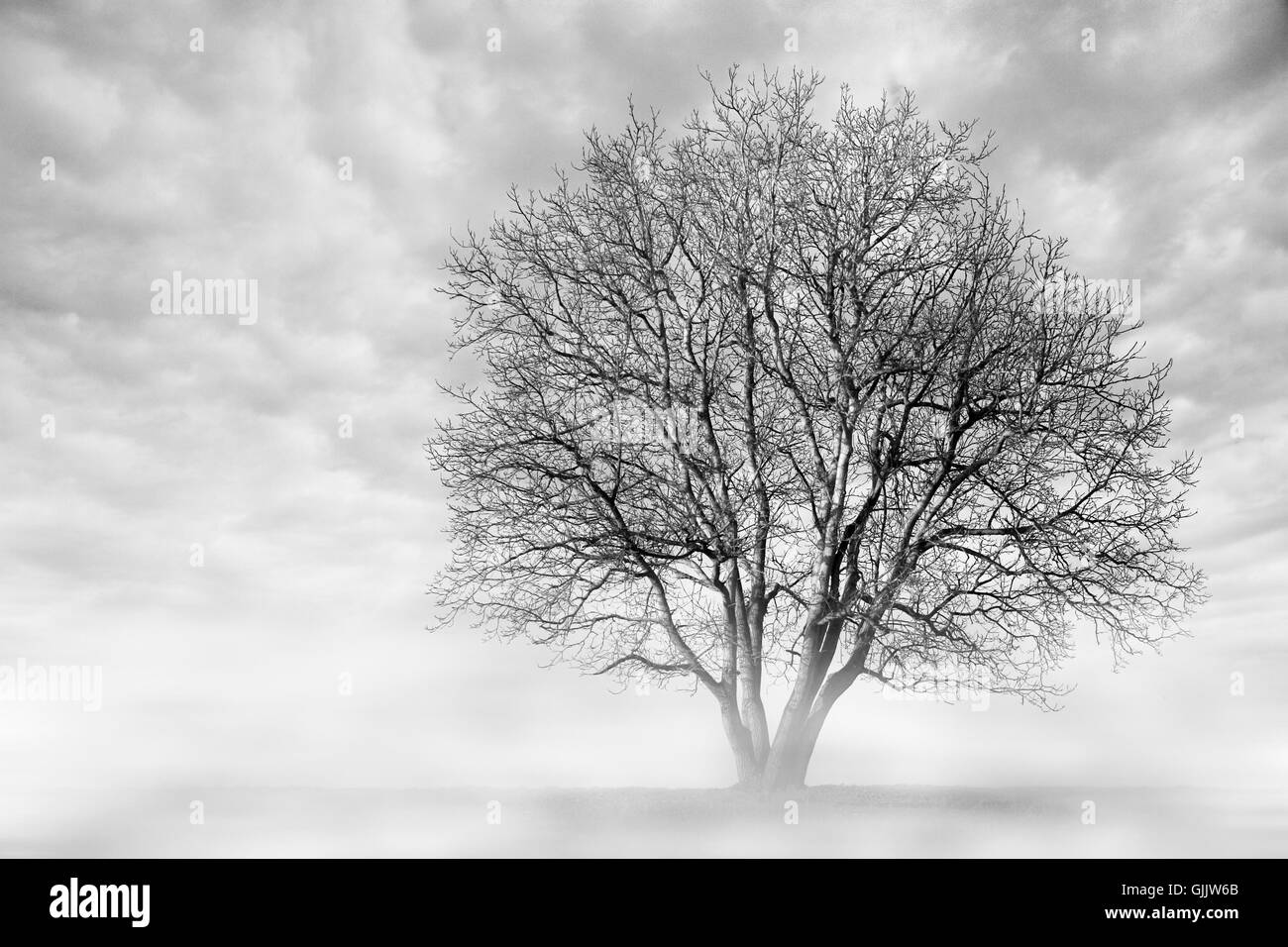 tree fog oak Stock Photo - Alamy