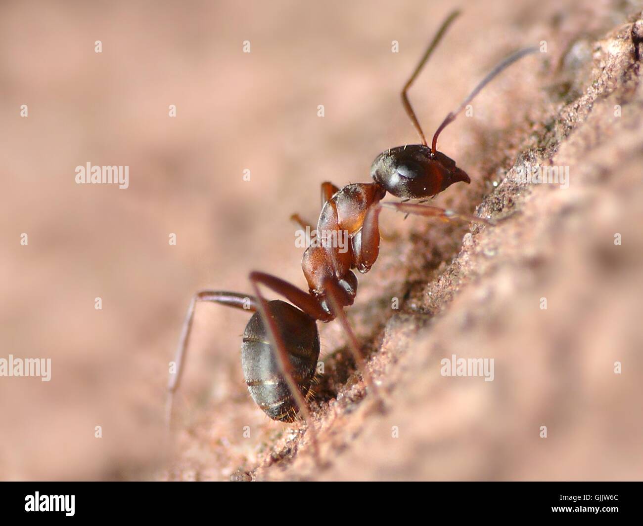 Emarginatus hi-res stock photography and images - Alamy