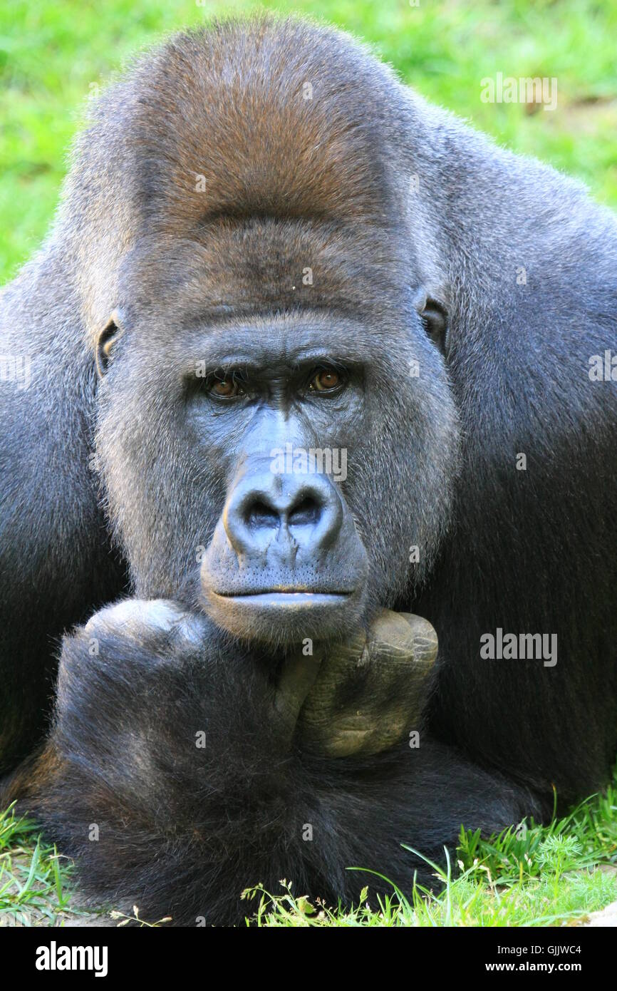 monkey apes leader Stock Photo - Alamy