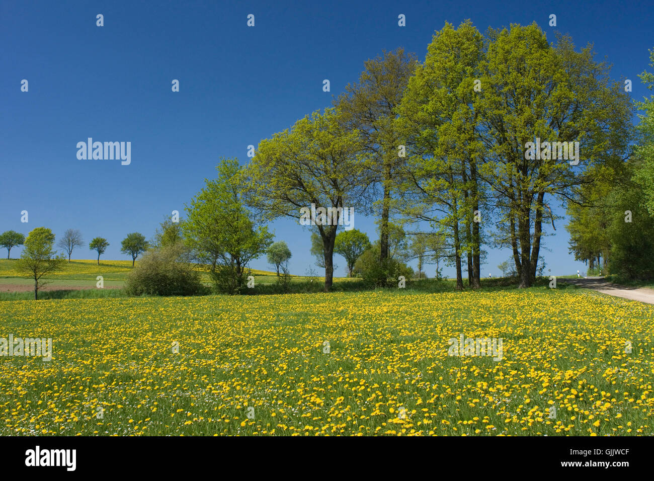 German oak spring hi-res stock photography and images - Alamy