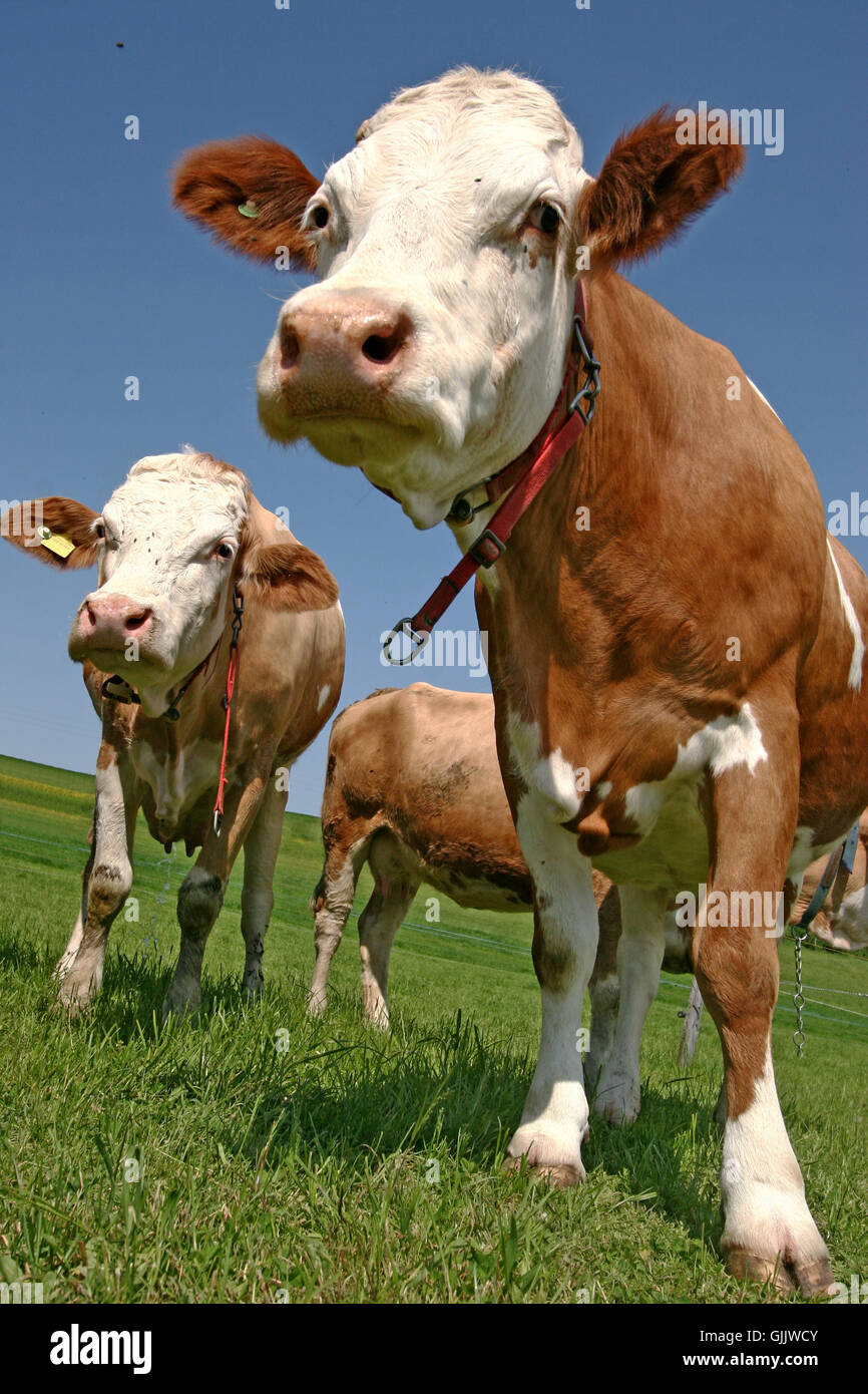 Nosey cows hi-res stock photography and images - Alamy