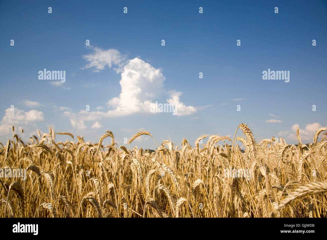 agriculture farming field Stock Photo - Alamy