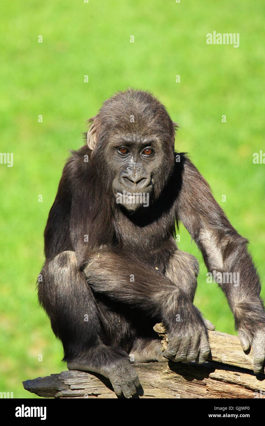 Sad baby gorilla hi-res stock photography and images - Alamy