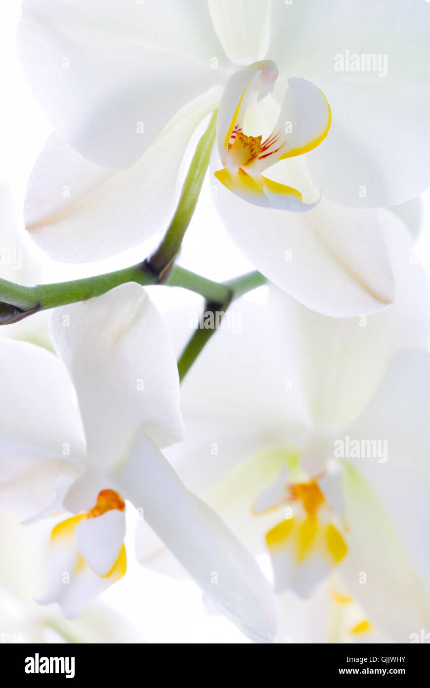 flower plant branch Stock Photo - Alamy