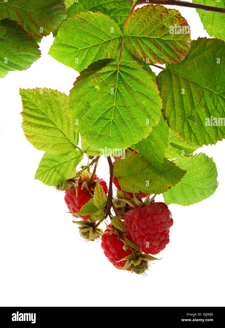 isolated garden fruit Stock Photo - Alamy