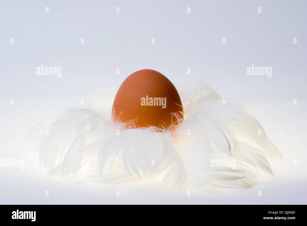 Hard feathers hi-res stock photography and images - Alamy