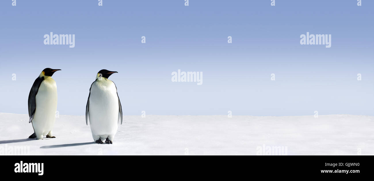 penguins wildlife antarctica Stock Photo - Alamy