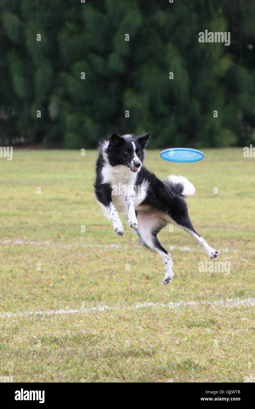 sport sports animal Stock Photo - Alamy