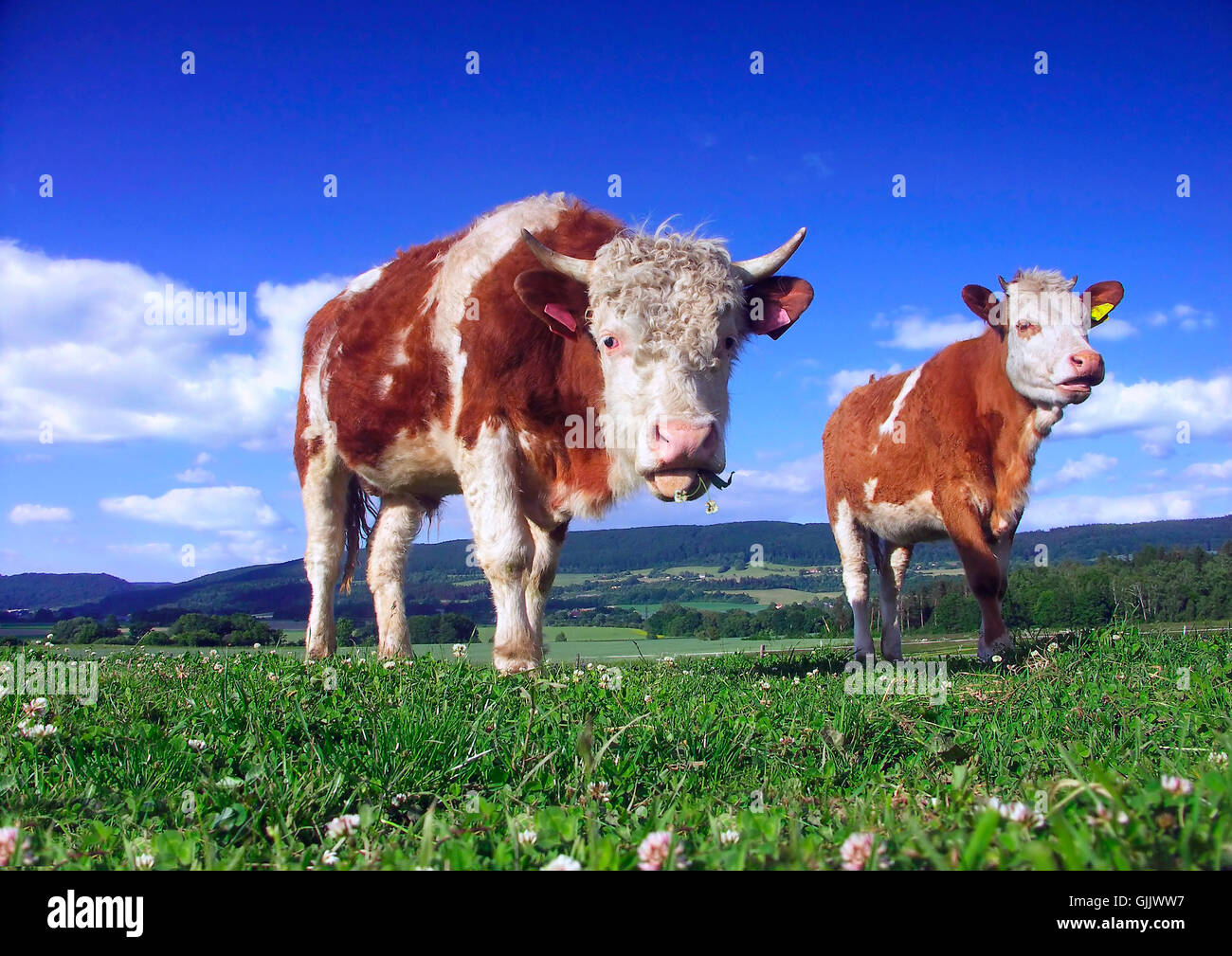 animal cow farm Stock Photo - Alamy