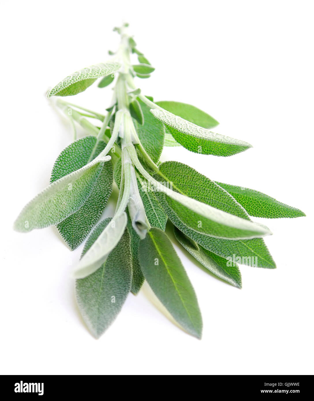 Sage tea boil hi-res stock photography and images - Alamy