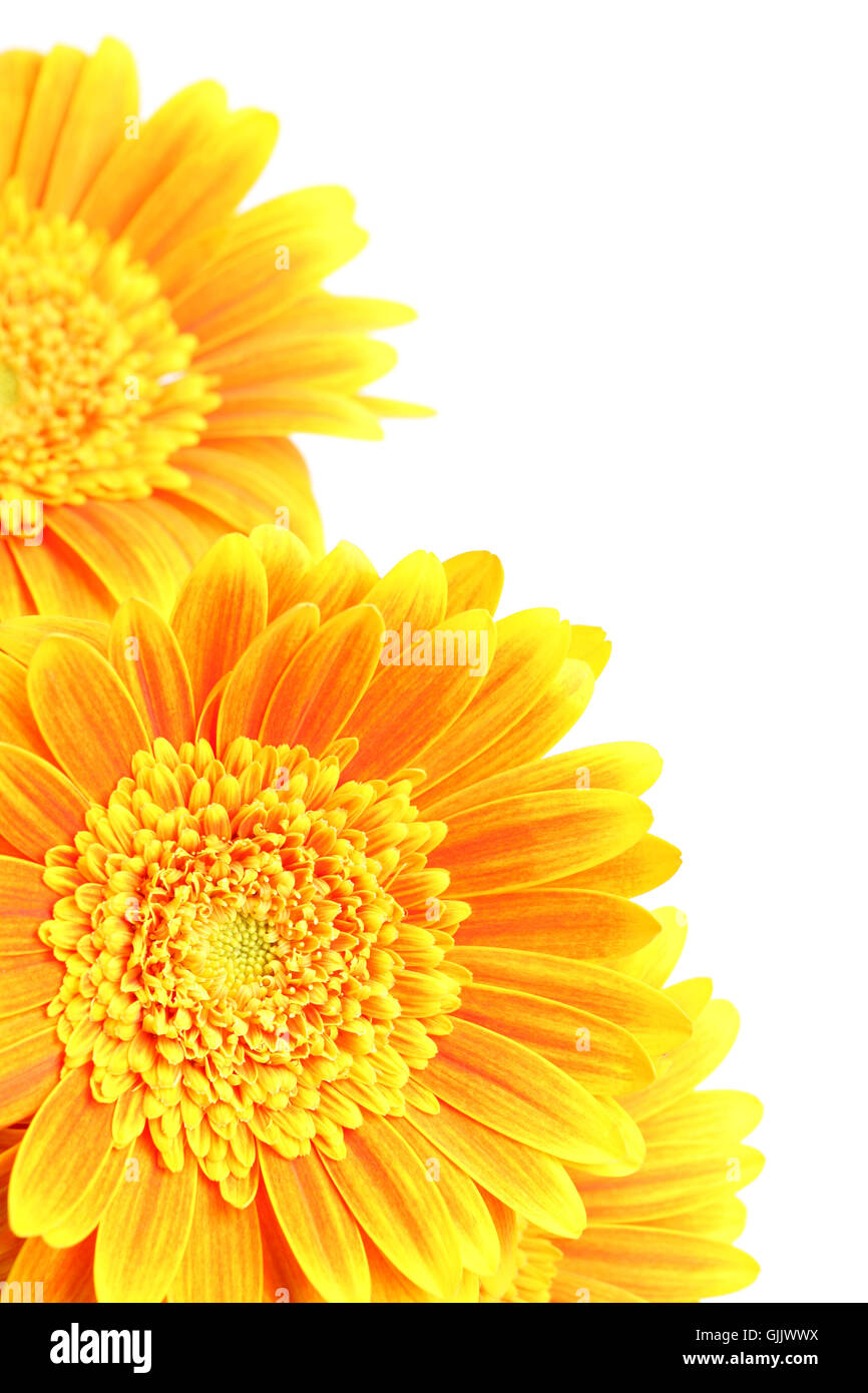 isolated flower flowers Stock Photo - Alamy